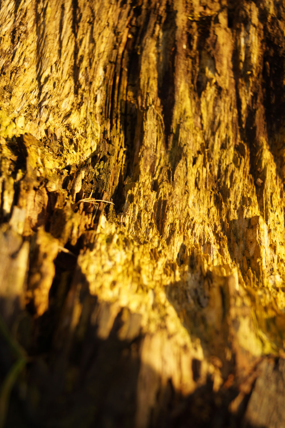 Ph.D. Call AM Wood | facadeworld